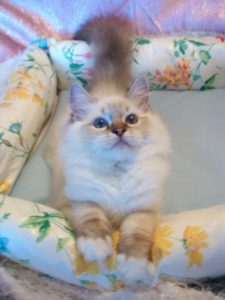 Adorable Grand Champion Ragdoll Kittens For Adoption | Riterags Ragdolls