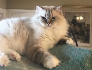 Adorable Grand Champion Ragdoll Kittens For Adoption | Riterags Ragdolls