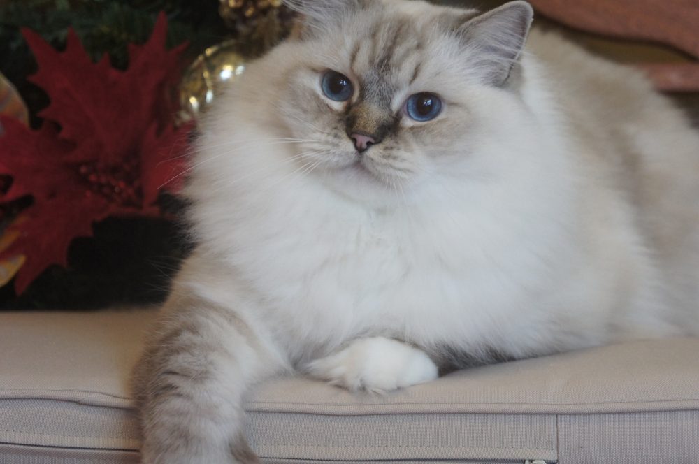 Grand Champion Ragdoll Kittens for Sale | Riterags Ragdolls