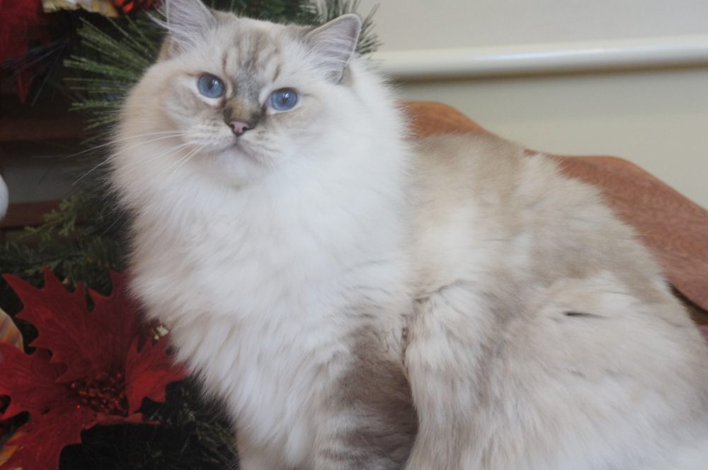 Grand Champion Ragdoll Kittens for Sale | Riterags Ragdolls