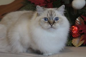 Grand Champion Ragdoll Kittens for Sale | Riterags Ragdolls