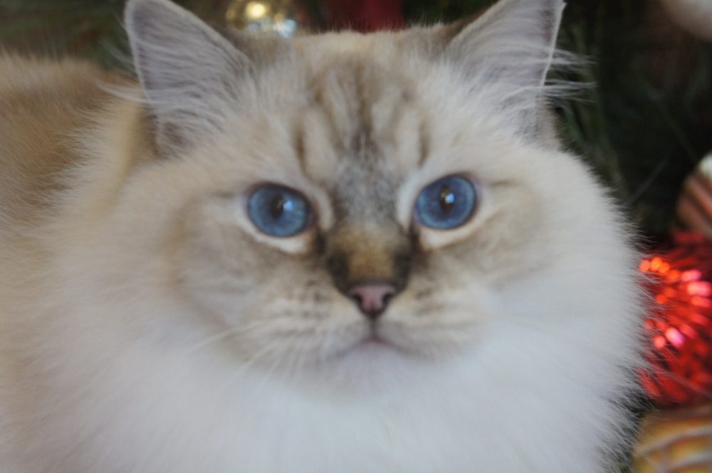 Grand Champion Ragdoll Kittens for Sale | Riterags Ragdolls