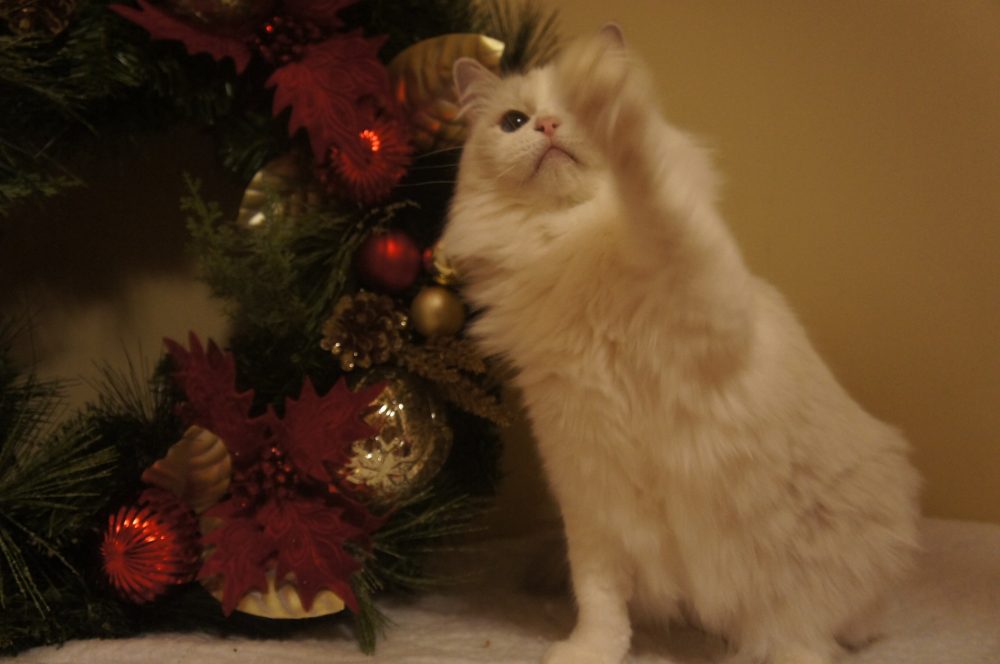 Grand Champion Ragdoll Kittens for Sale | Riterags Ragdolls