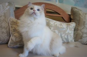 Grand Champion Ragdoll Kittens for Sale | Riterags Ragdolls