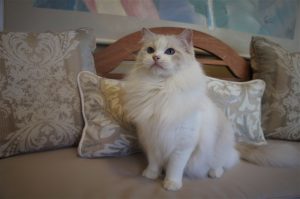 Grand Champion Ragdoll Kittens for Sale | Riterags Ragdolls