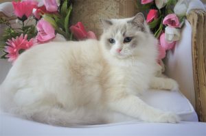 Grand Champion Ragdoll Kittens for Sale | Riterags Ragdolls