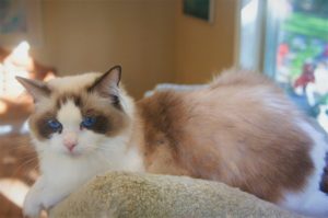 Grand Champion Ragdoll Kittens for Sale | Riterags Ragdolls