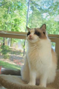 Grand Champion Ragdoll Kittens for Sale | Riterags Ragdolls