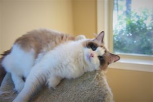 Grand Champion Ragdoll Kittens for Sale | Riterags Ragdolls