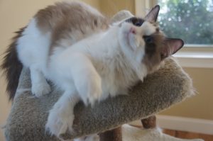 Grand Champion Ragdoll Kittens for Sale | Riterags Ragdolls
