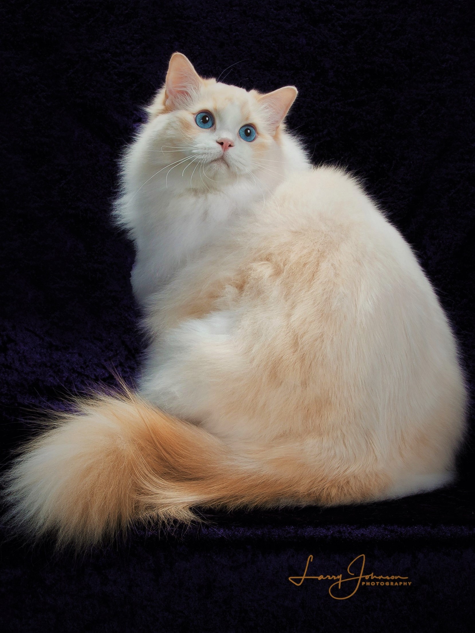 Riterags Wins Best Ragdoll Alter at RAW | Riterags Ragdolls