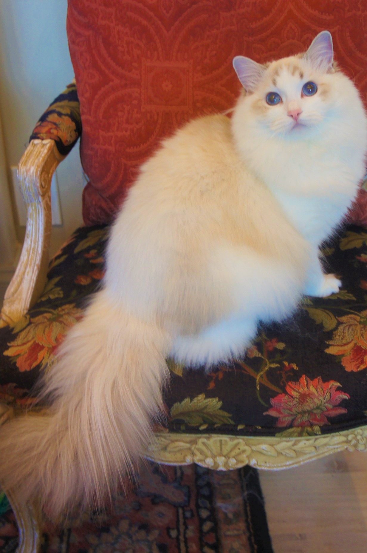 Fidelity | Riterags Ragdolls