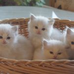 Ragdoll Kittens for Sale from Grand Champion Breeder | Riterags Ragdolls