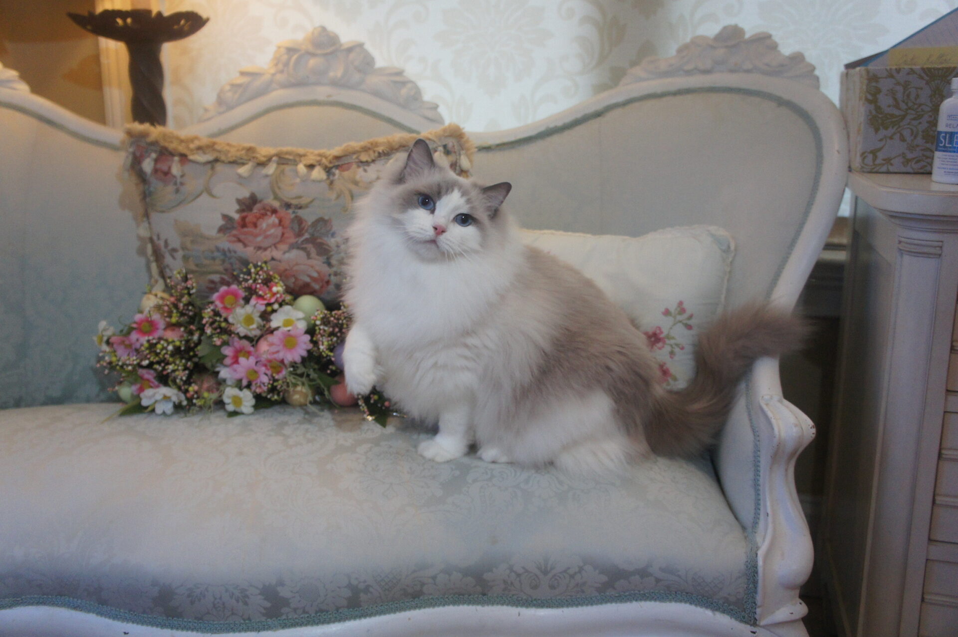 Stunning RW Quadruple Grand Champion Lookie Lou mother of RW SGCH ...