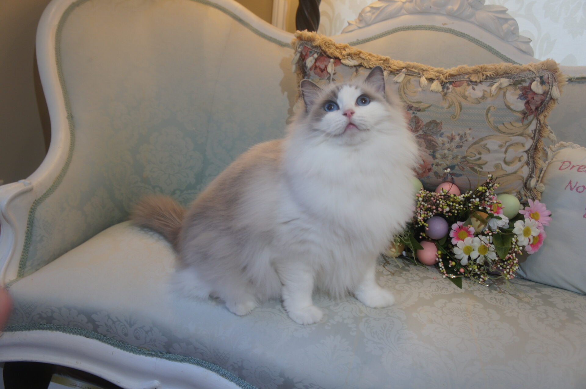 Stunning RW Quadruple Grand Champion Lookie Lou mother of RW SGCH ...