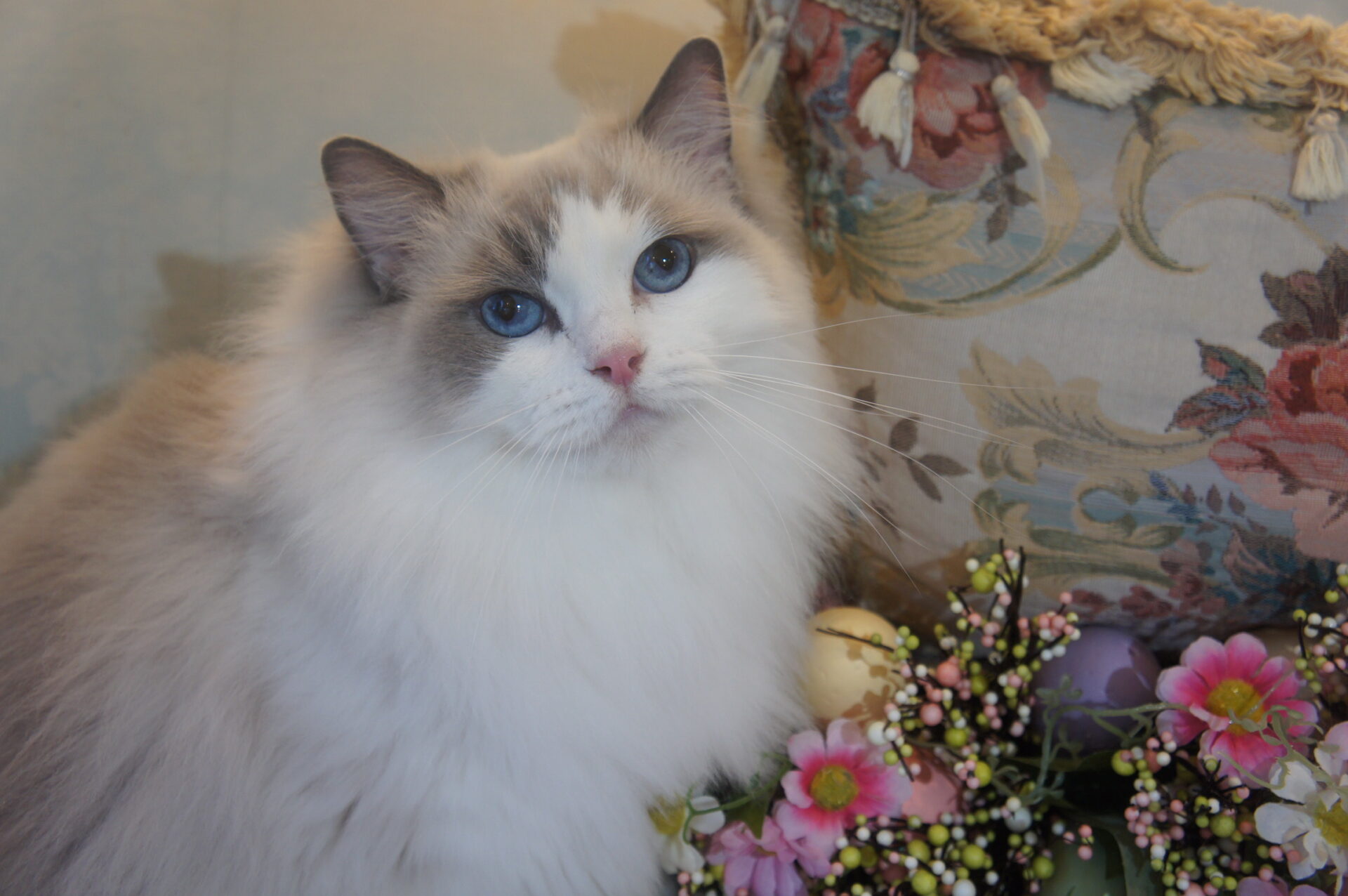 Stunning RW Quadruple Grand Champion Lookie Lou mother of RW SGCH ...