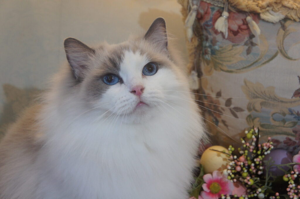 Stunning RW Quadruple Grand Champion Lookie Lou mother of RW SGCH ...