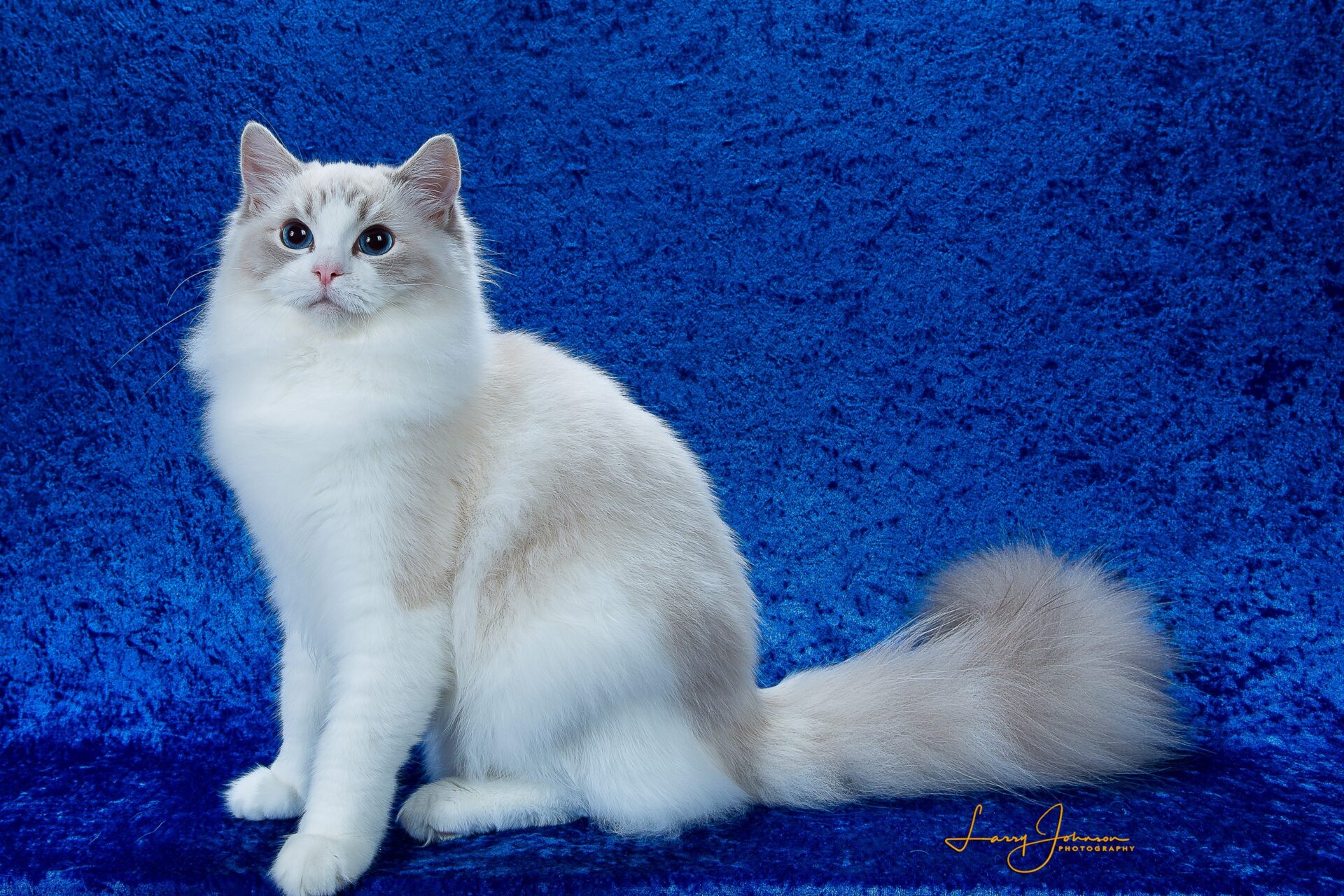 RW Supreme Grand Champion Beautiful Riterags Antoinnette ! | Riterags ...