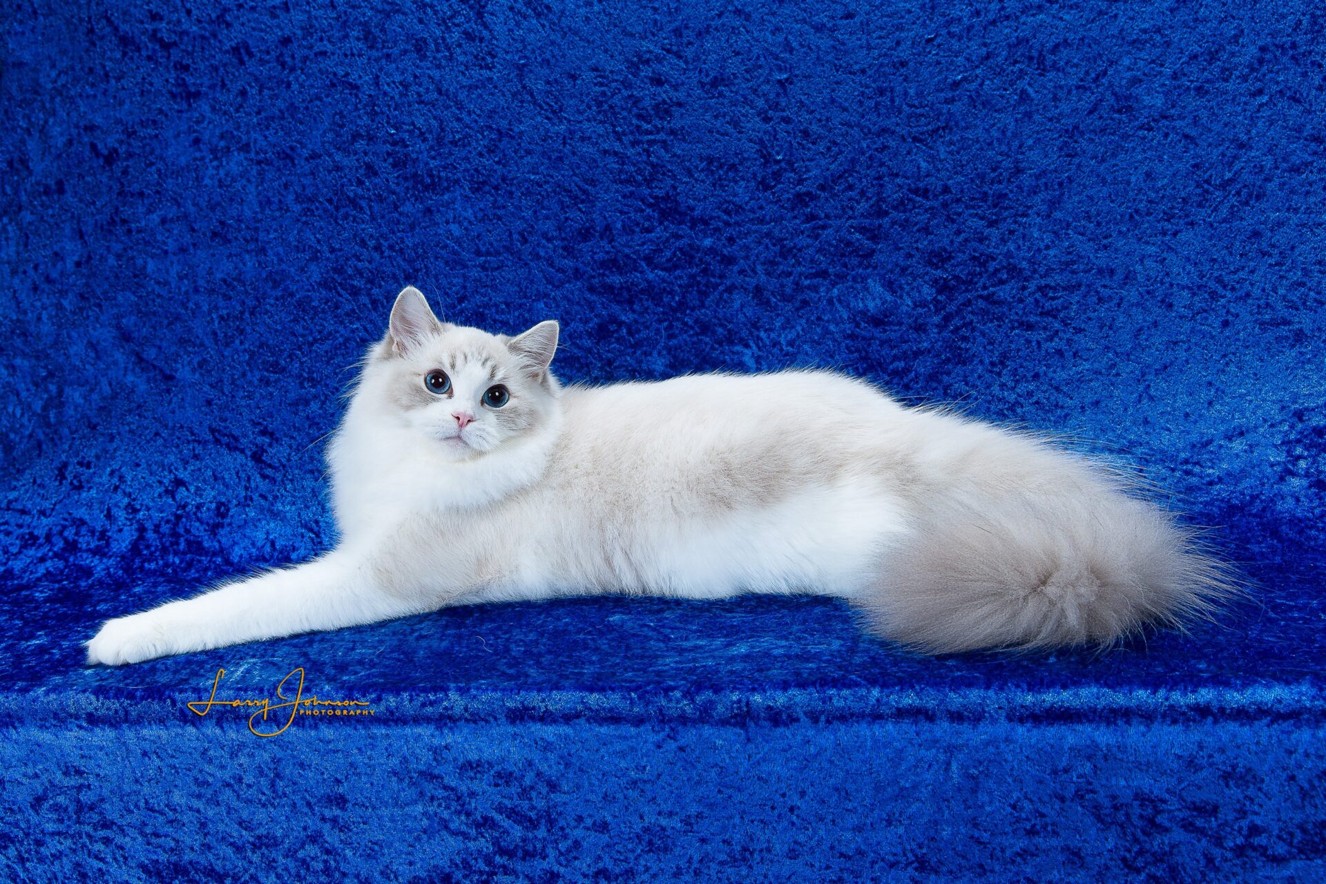 RW Supreme Grand Champion Beautiful Riterags Antoinnette ! | Riterags ...