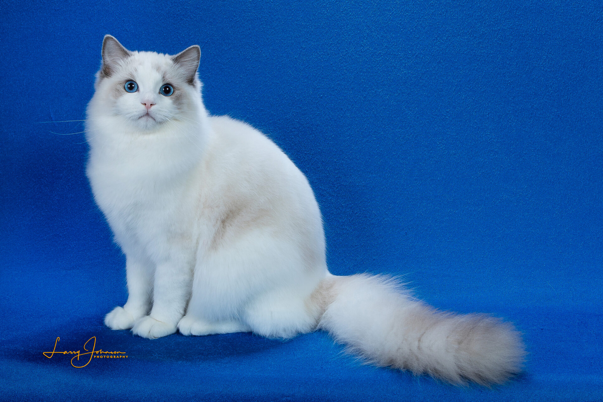 Riterags is the Best Ragdoll Kitten In The World! 2023-24 TICA's #1 ...