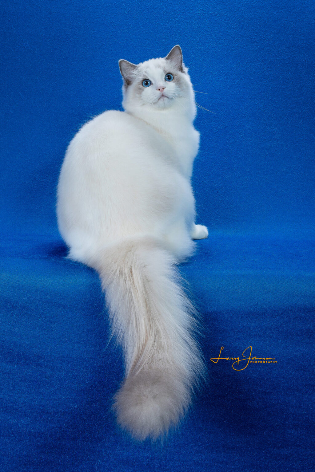 Best Ragdoll Kitten in the World! Riterags Thunderdoll 2023-24 for TICA! | Riterags Ragdolls