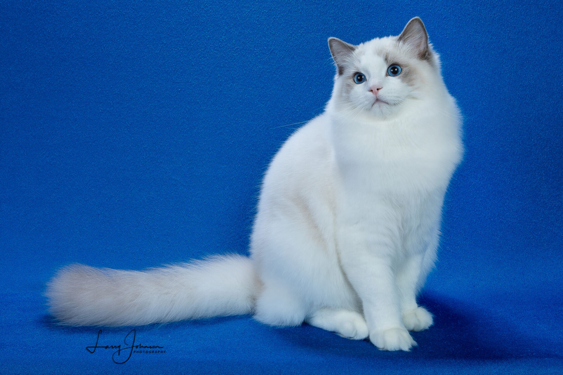 Best Ragdoll Kitten in the World! Riterags Thunderdoll 2023-24 for TICA! | Riterags Ragdolls