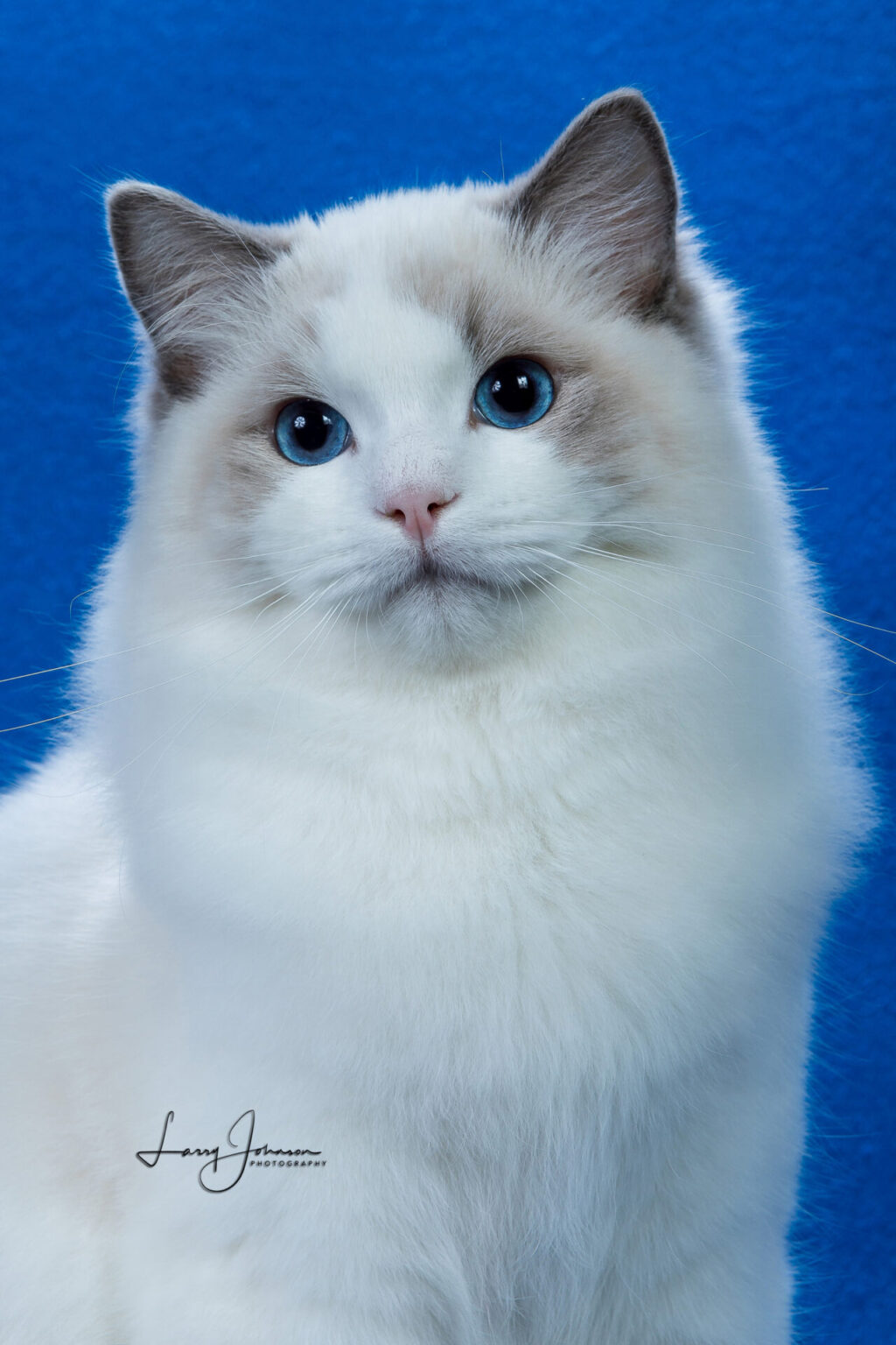 Best Ragdoll Kitten in the World! Riterags Thunderdoll 2023-24 for TICA ...