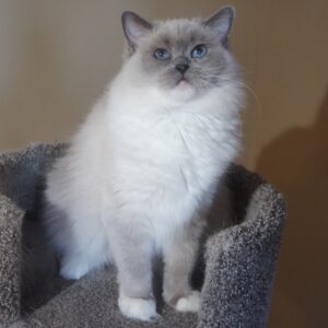 Ragdoll Kittens for Sale from Grand Champion Breeder | Riterags Ragdolls