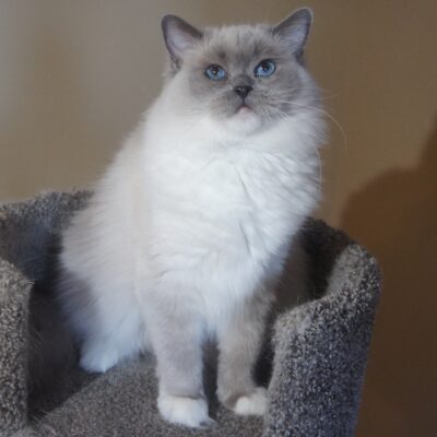 Champion Female Ragdolls North Carolina | Riterags Ragdolls