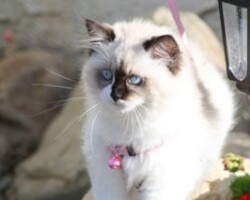 Ragdoll Cattery & Show Quality Ragdoll Cats by Riterags Ragdolls