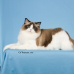 Supreme Grand Champion Ragdoll Cats and Kittens for Sale from Riterags ...